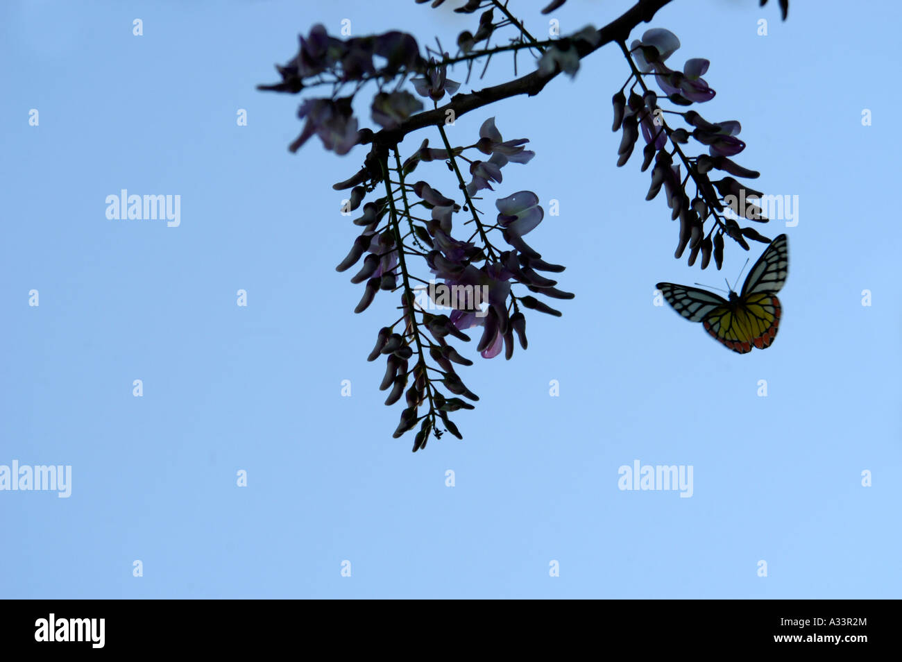 BUTTERFLY APPROACHINF FLOWER Stock Photo - Alamy