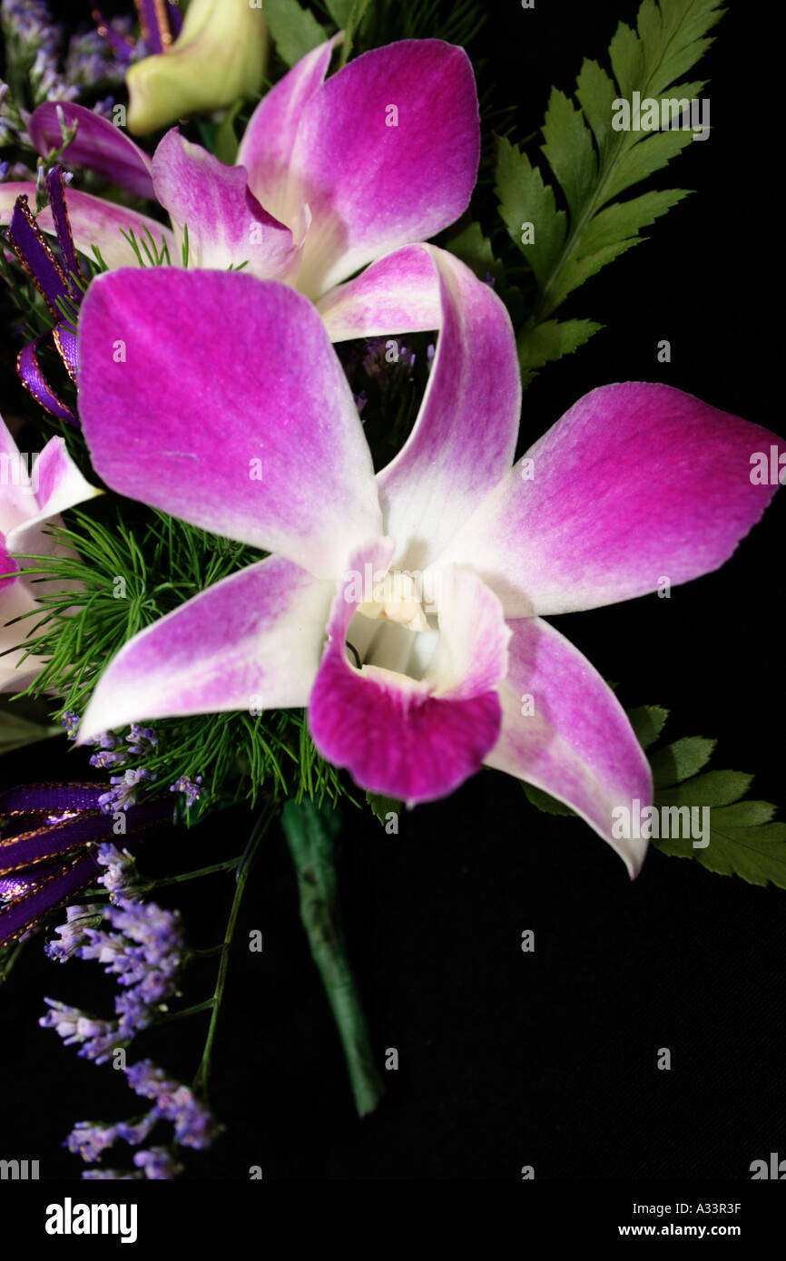 PINK AND WHITE ORCHID WITH FERNS ON A BLACK BACKGROUND Stock Photo - Alamy
