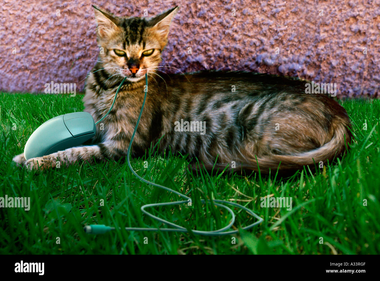 Cat with computer mouse 8B7 Stock Photo - Alamy