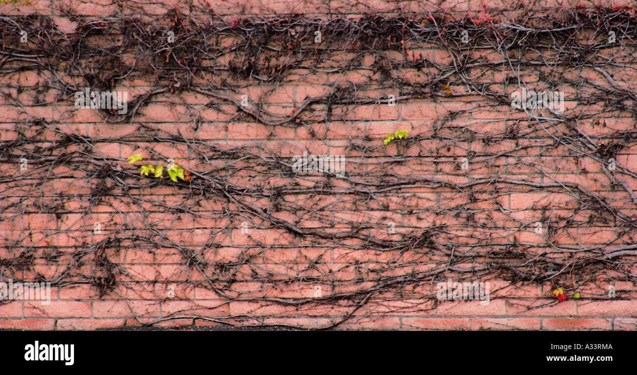 Vined High Resolution Stock Photography and Images - Alamy