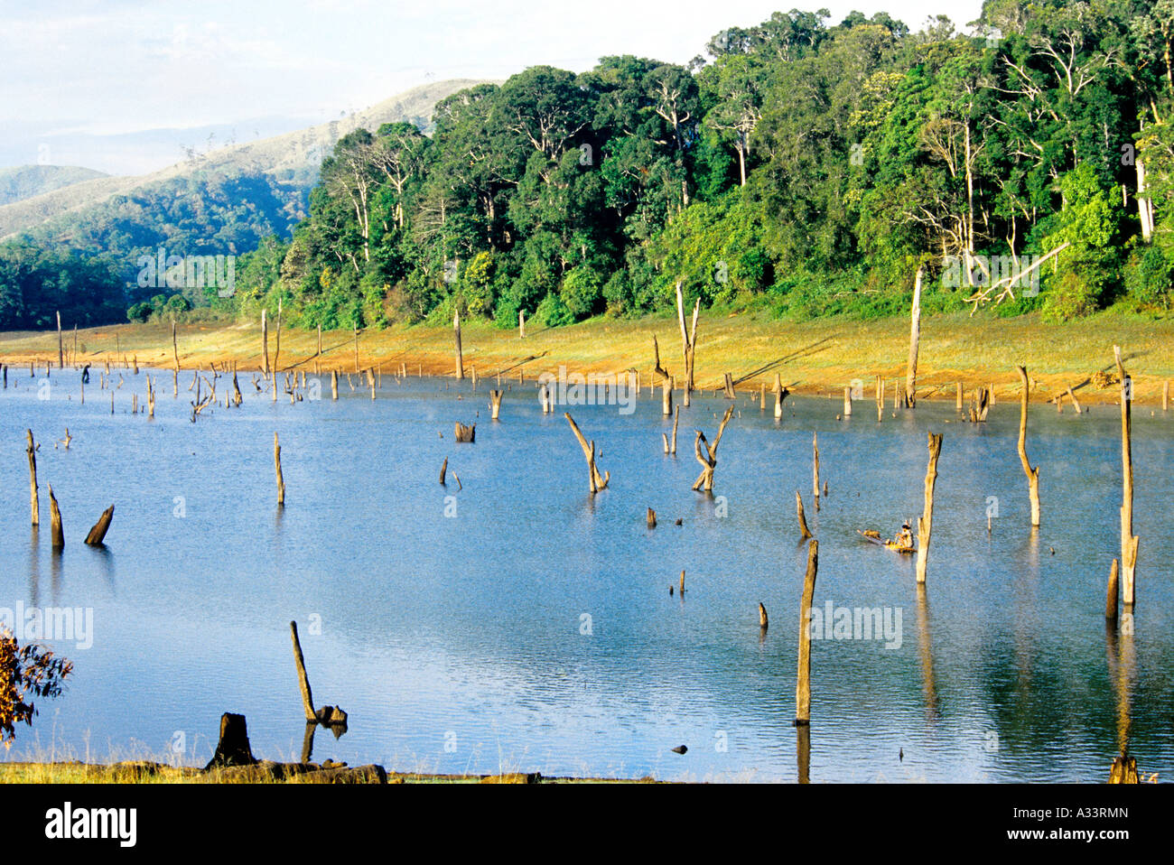PERIYAR TIGER RESERVE THEKKADY KERALA Stock Photo - Alamy