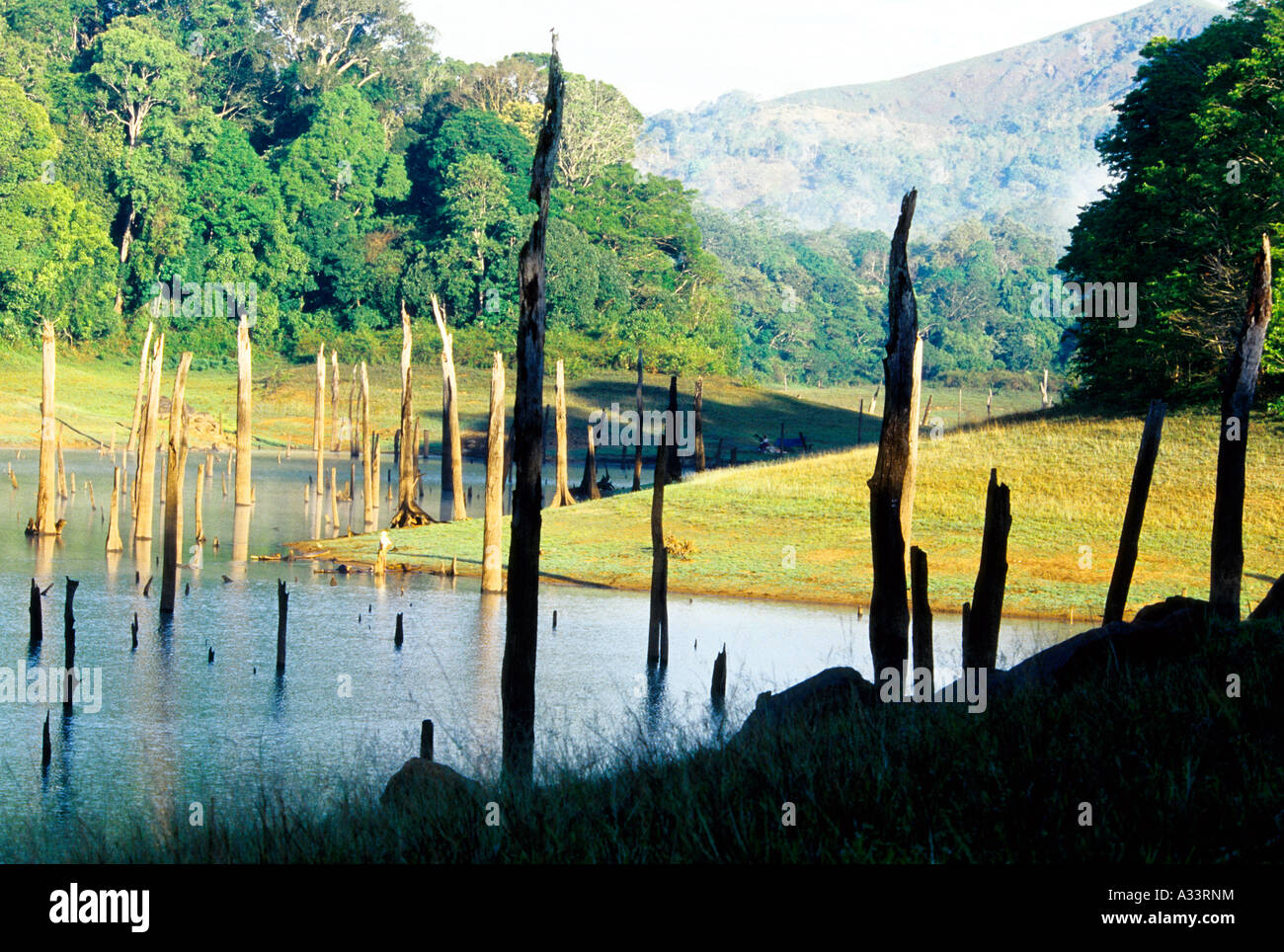 PERIYAR TIGER RESERVE THEKKADY KERALA Stock Photo - Alamy