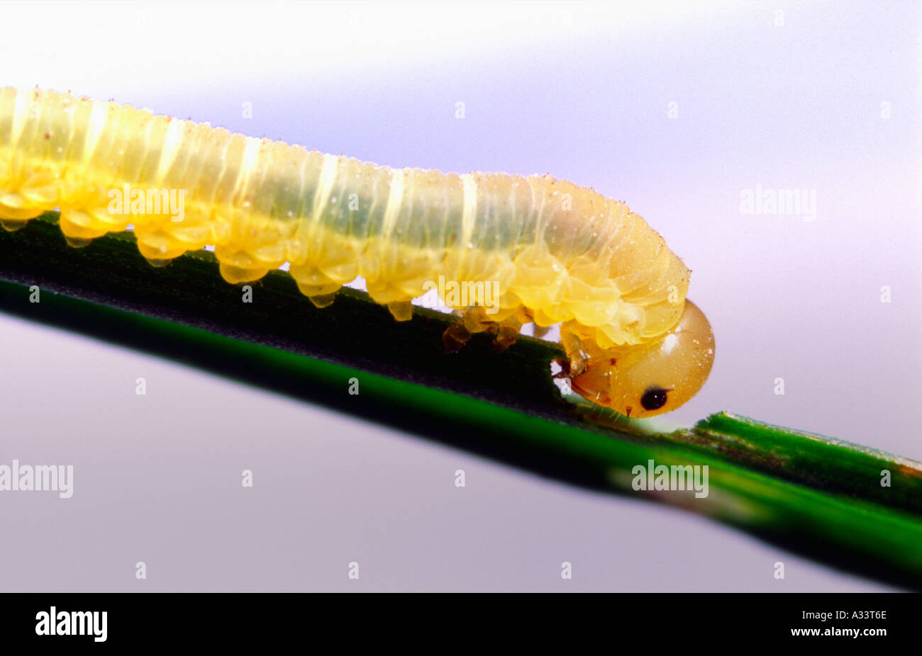 Butterfly resting Cut Out Stock Images & Pictures - Alamy