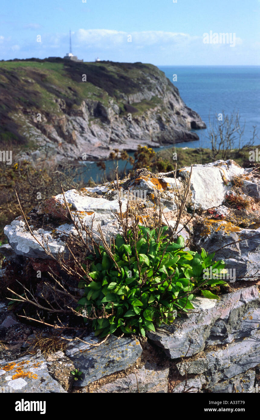 Berry head southern fort hi-res stock photography and images - Alamy