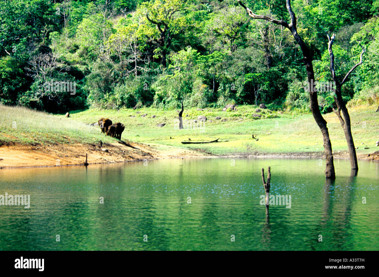 ELEPHANTS IN PERIYAR TIGER RESERVE THEKKADY KERALA Stock Photo - Alamy