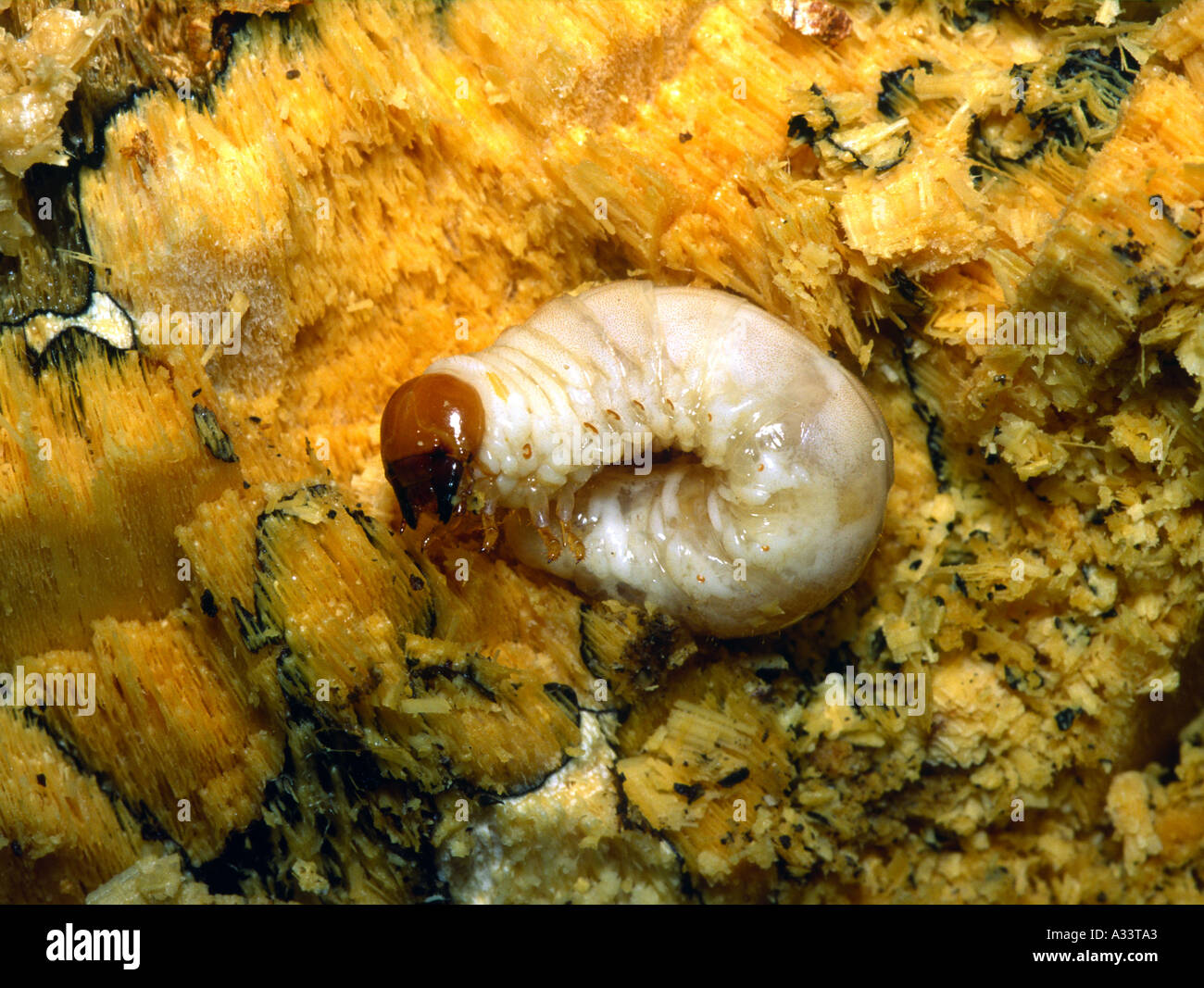 Rose chafer larva Stock Photo - Alamy