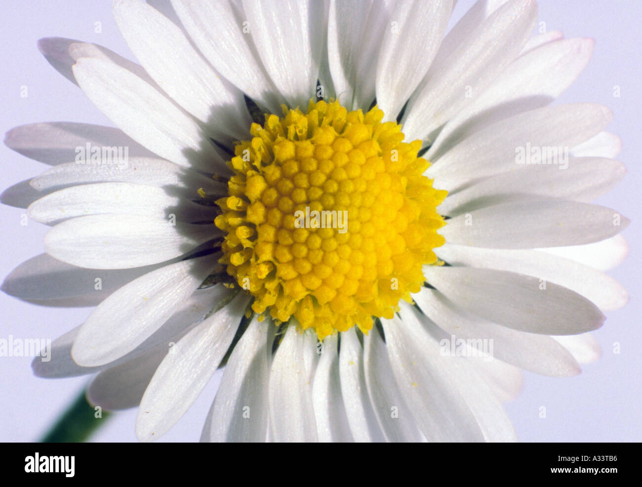 daisy flower Bellis perennis Stock Photo - Alamy