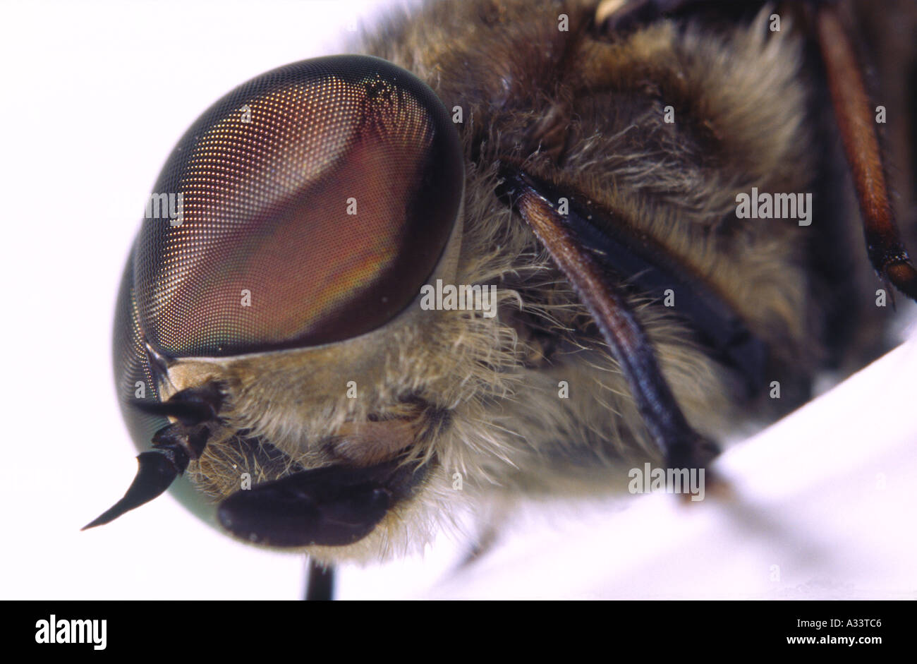 Sneaky insect hi-res stock photography and images - Alamy
