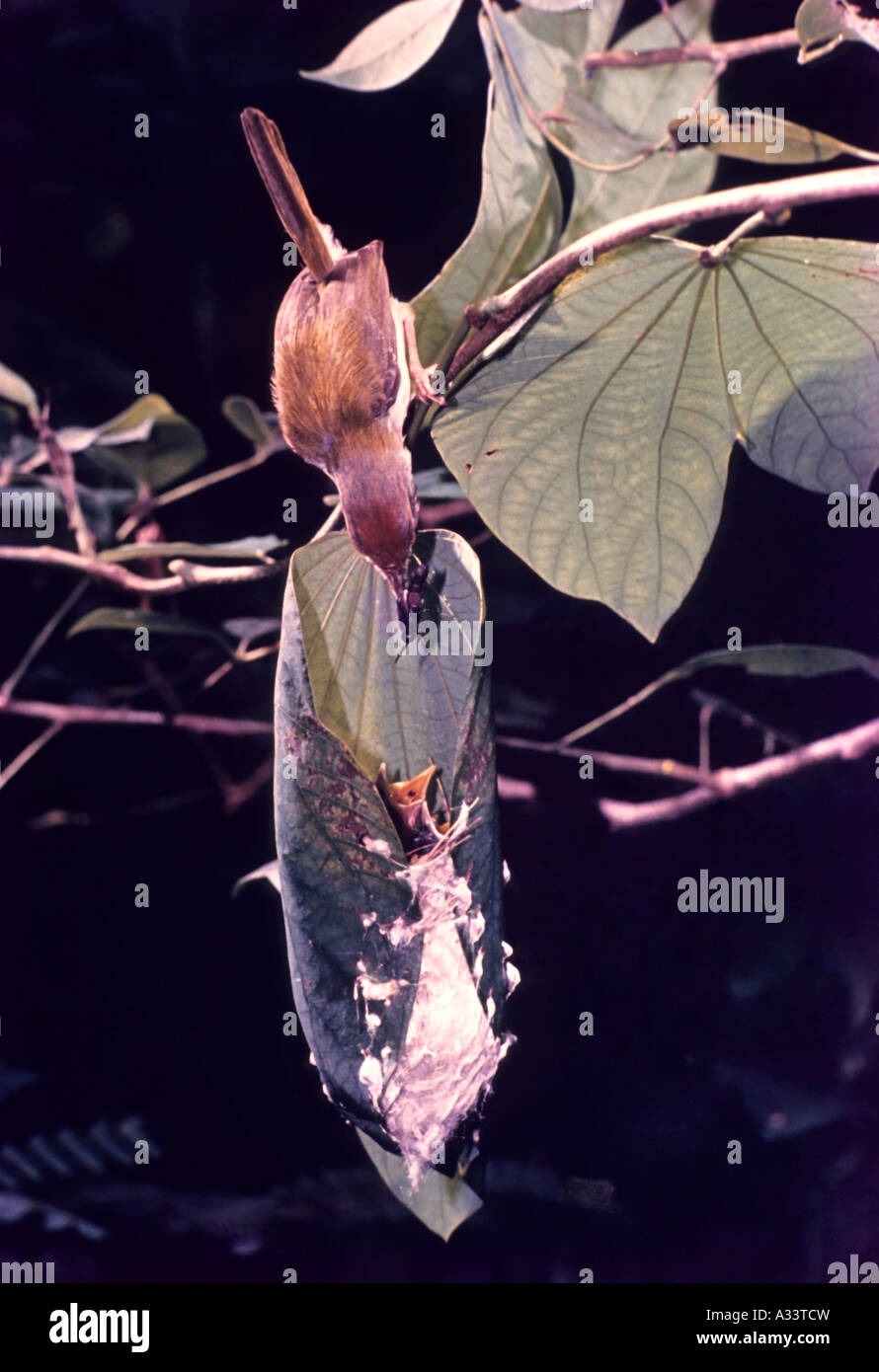 Tailor bird nest hi-res stock photography and images - Alamy