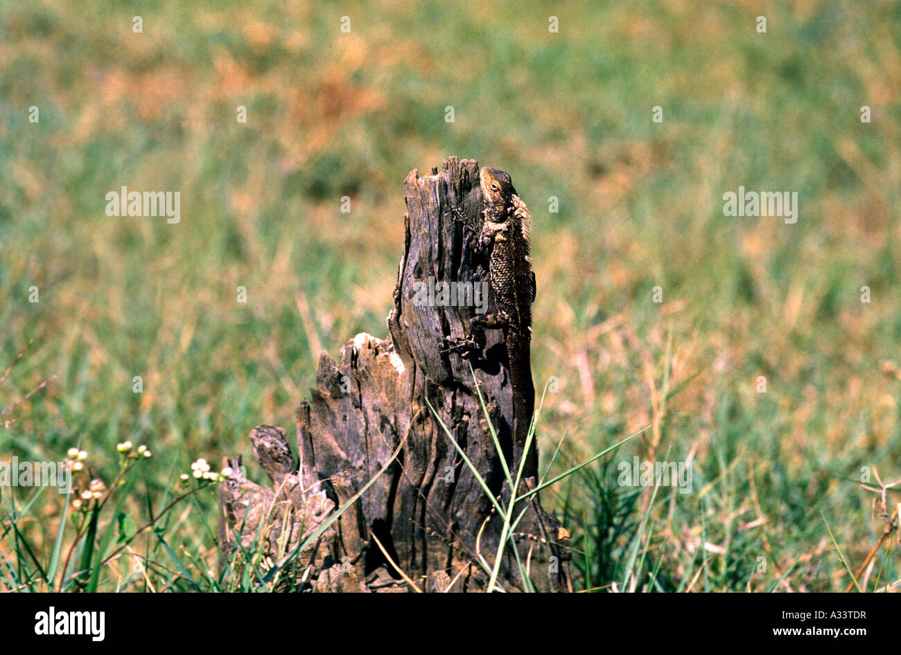 CALOTIS IN PARAMBIKKULAM WILDLIFE SANCTUARY PALAKKAD KERALA Stock Photo ...