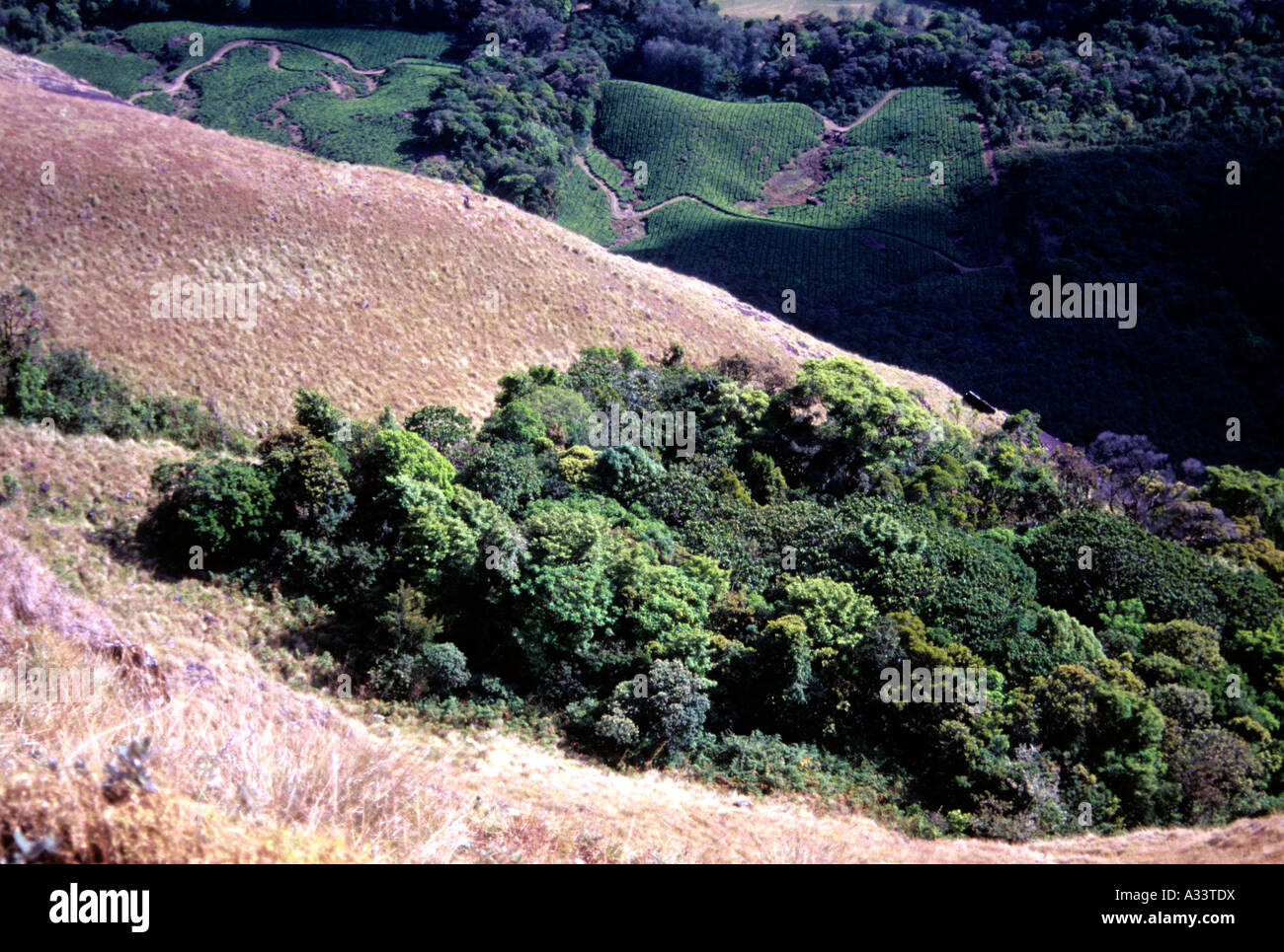 Sholas and grasslands hi-res stock photography and images - Alamy