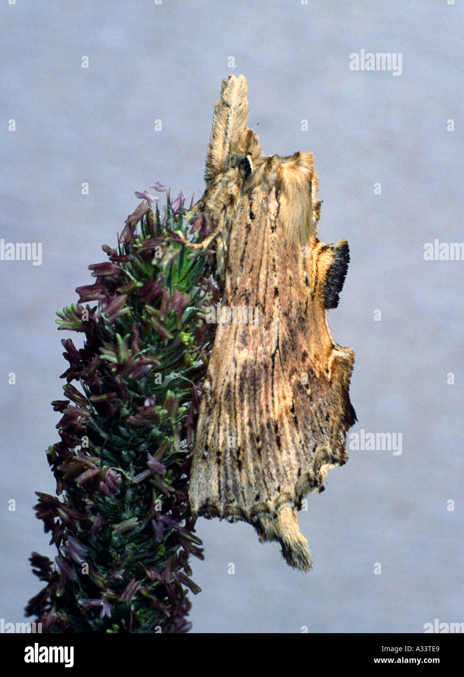 Pale prominent moth Stock Photo - Alamy