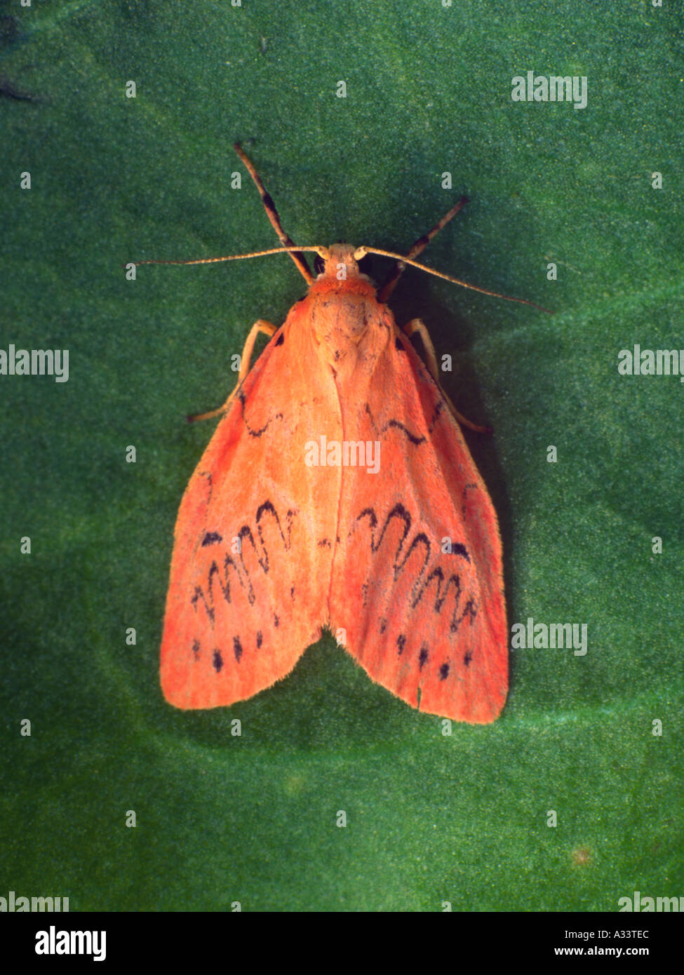 Rosy footman moth Stock Photo - Alamy