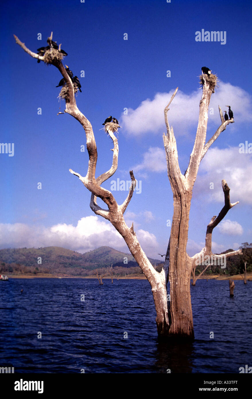 PERIYAR TIGER RESERVE THEKKADY KERALA Stock Photo - Alamy