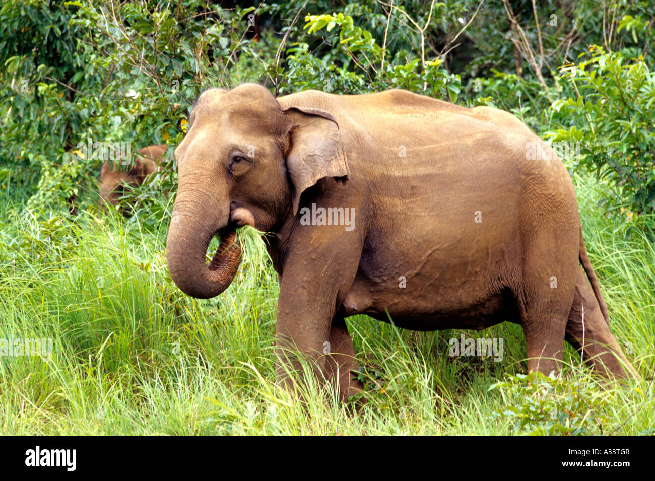 AN ELEPHANT IN PERIYAR TIGER RESERVE THEKKADY KERALA Stock Photo - Alamy