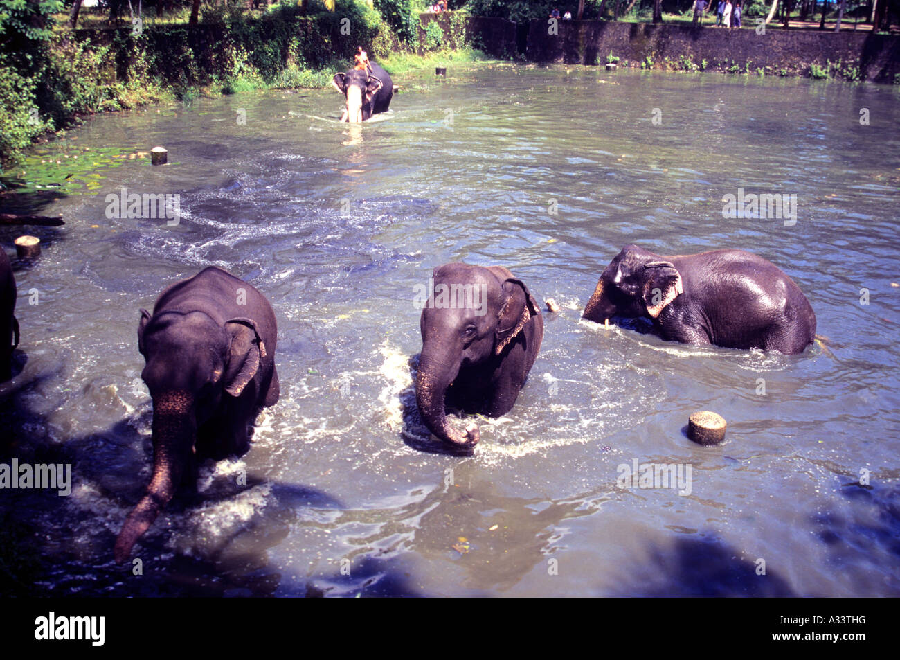 ANAKKOTTIL THE ELEPHANT CAMP IN GURUVAYUR KERALA Stock Photo - Alamy