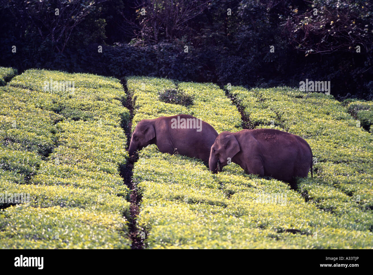 ELEPHANTS IN MUNNAR KERALA Stock Photo - Alamy