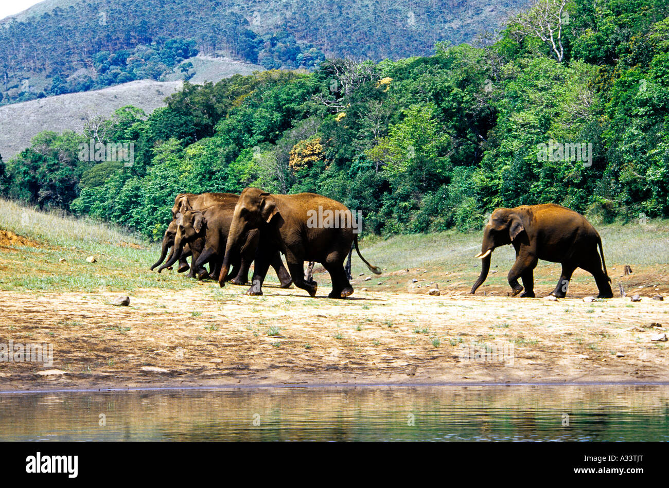 Periyar tiger reserve hi-res stock photography and images - Alamy