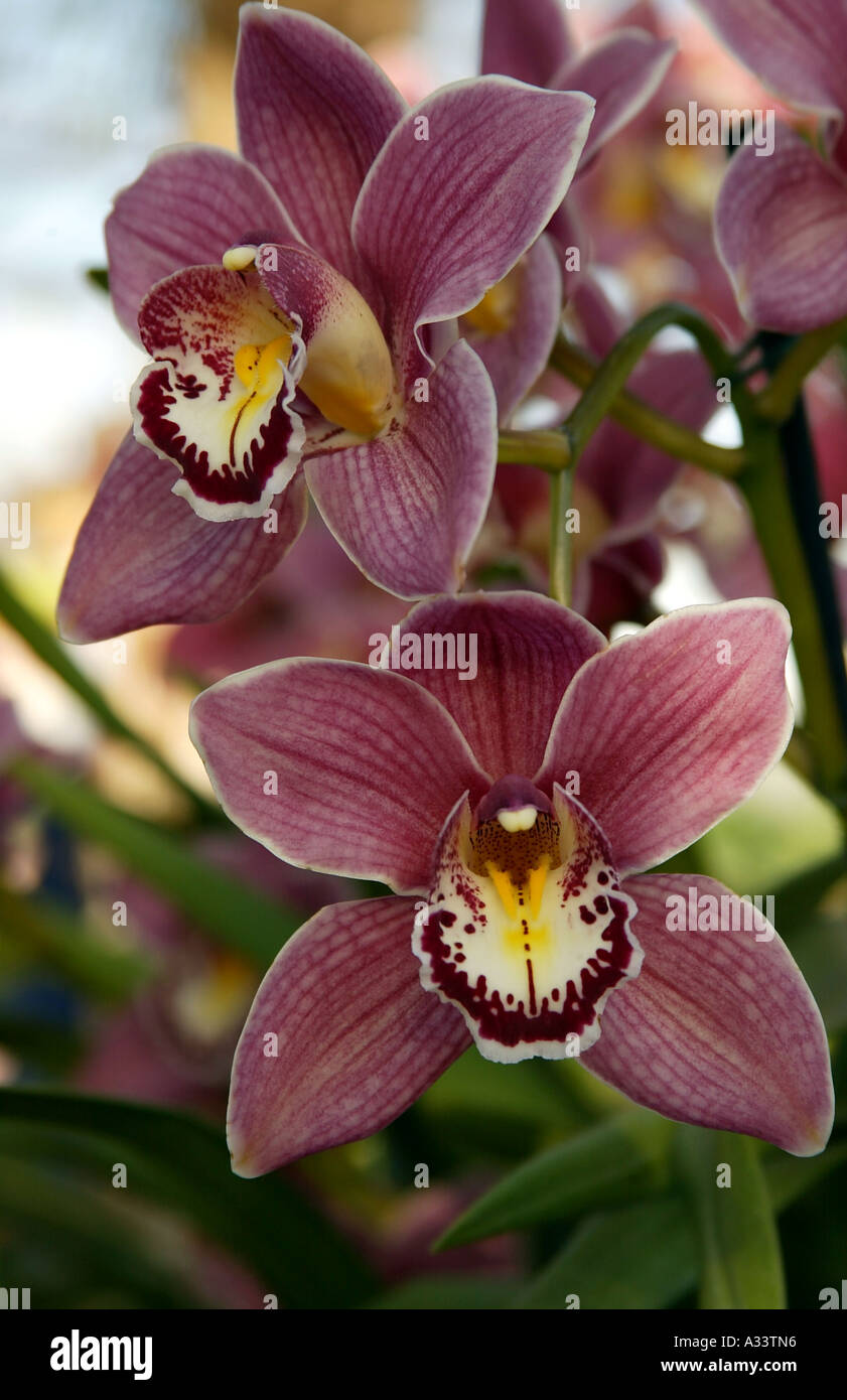 Orchids growing in a greenhouse Stock Photo - Alamy