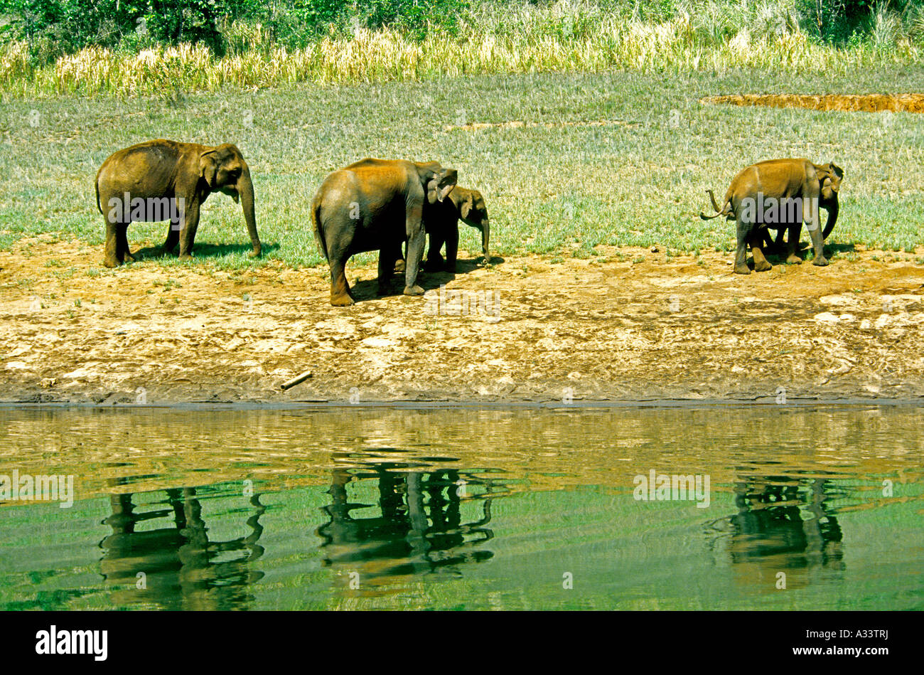 ELEPHANTS IN PERIYAR TIGER RESERVE THEKKADY KERALA Stock Photo - Alamy