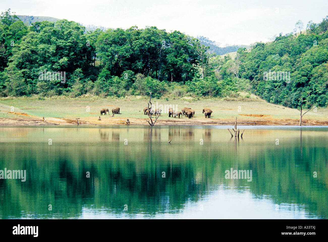 ELEPHANTS IN PERIYAR TIGER RESERVE THEKKADY KERALA Stock Photo - Alamy