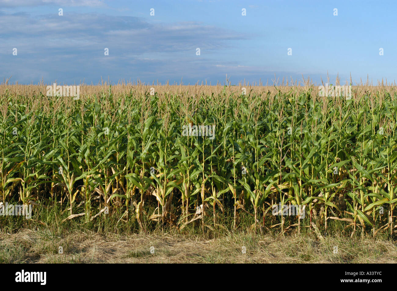 Corn Field Field Of Dreams Site Clears Corn For New Baseball Field