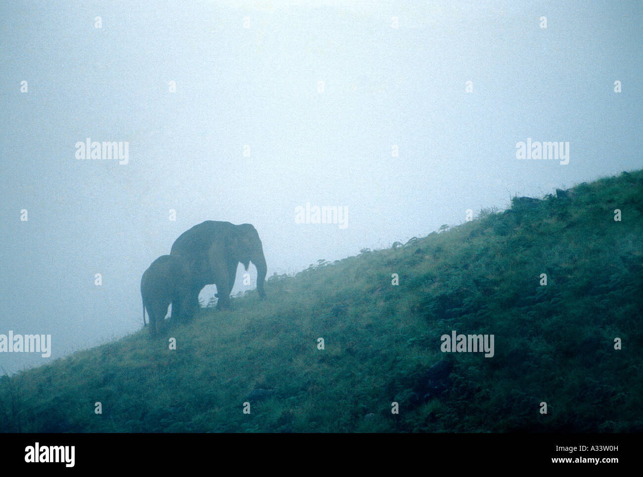 ELEPHANTS IN MUNNAR KERALA Stock Photo - Alamy