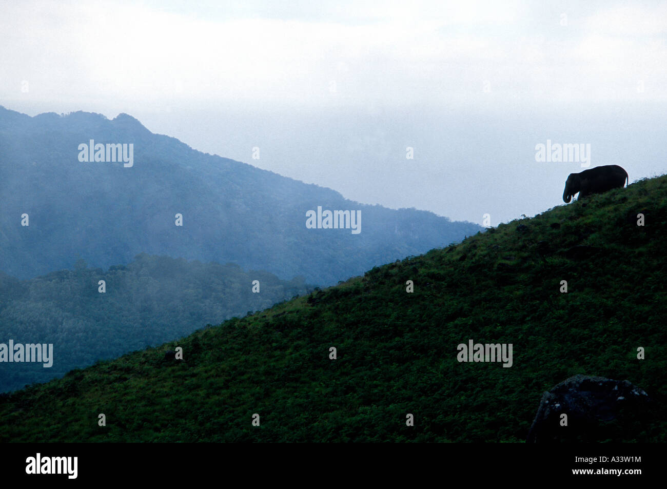 AN ELEPHANT IN MUNNAR KERALA Stock Photo - Alamy