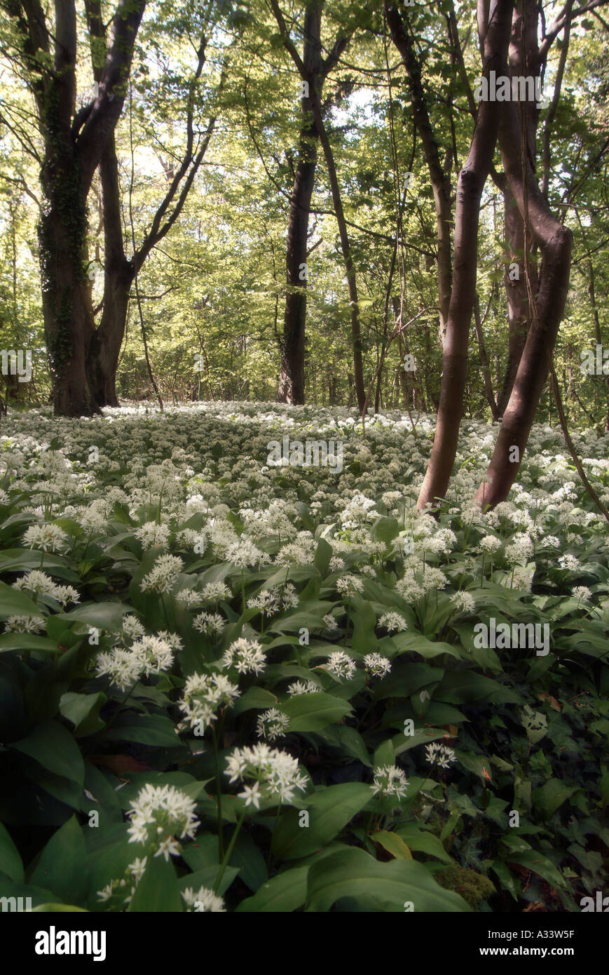 wild garlic isle of wight Stock Photo - Alamy
