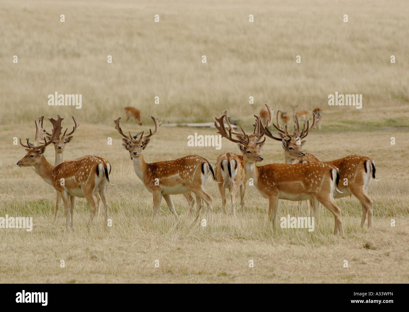 Herd deer feeding green grass hi-res stock photography and images - Alamy