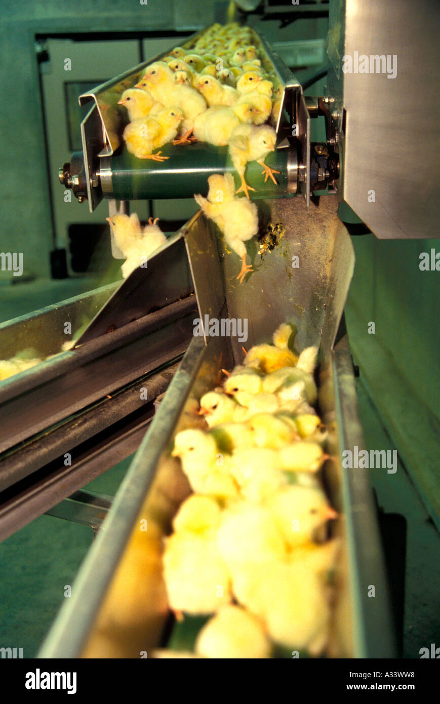 Sorting chicks in poultry 15A Stock Photo - Alamy