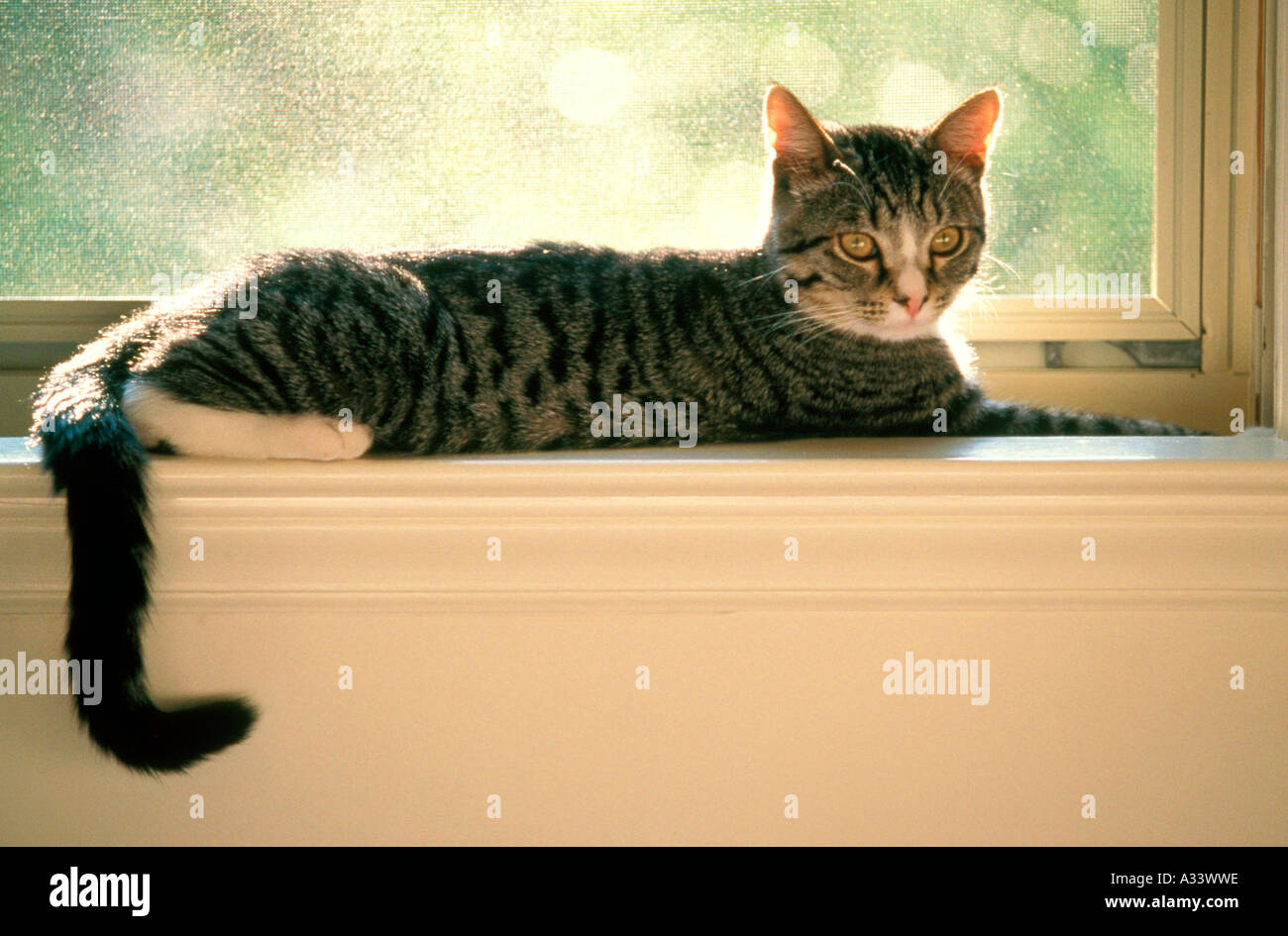 Pets cat cats in window hi-res stock photography and images - Alamy