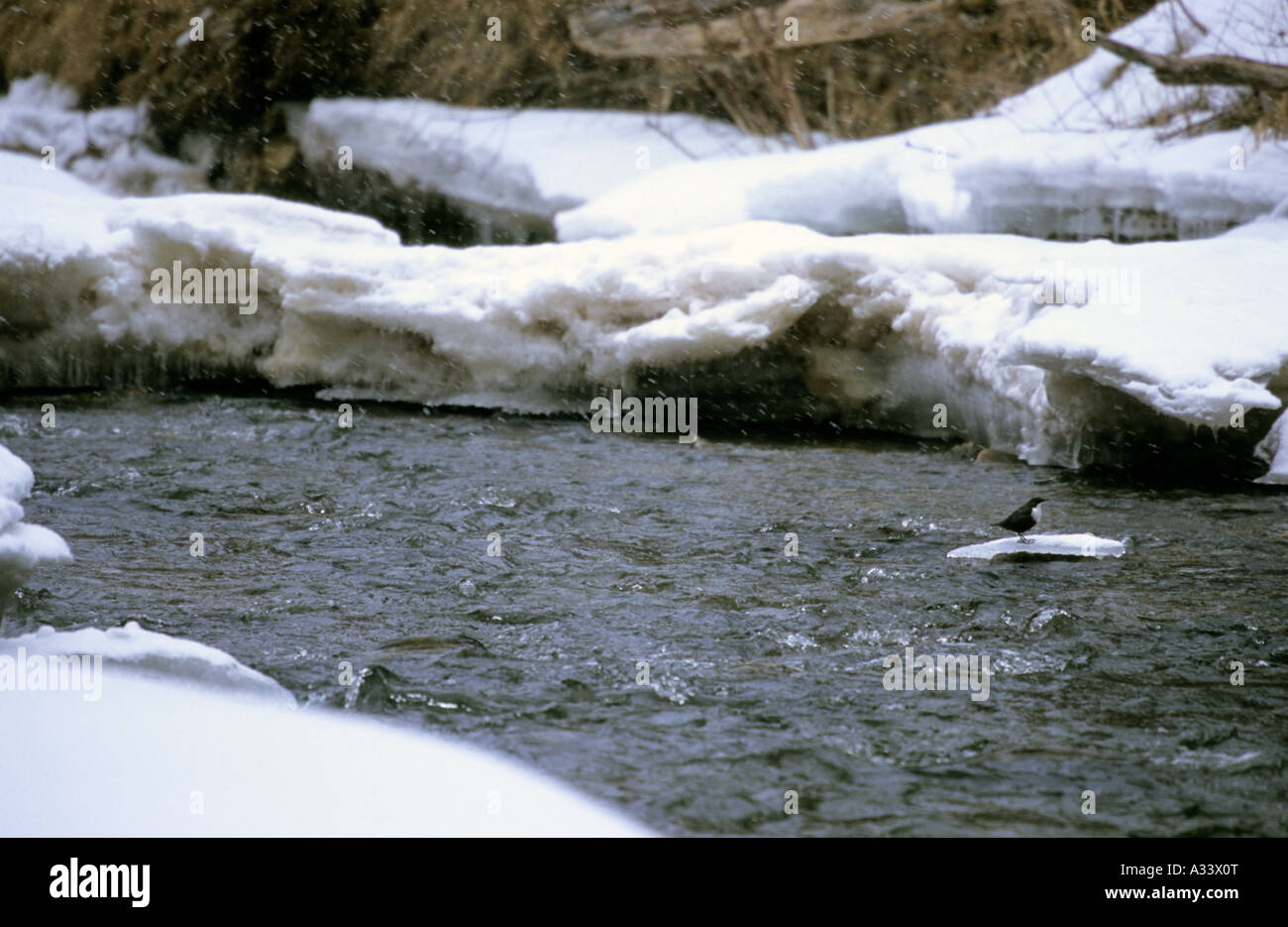Scenic of Amata river in Gauja National Park Latvia Stock Photo - Alamy