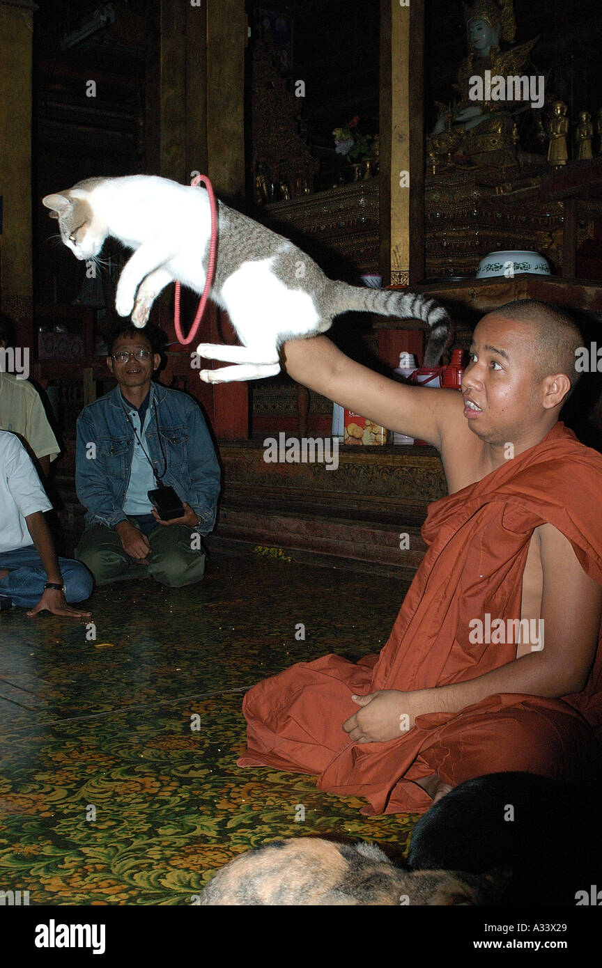 jumping cats monk Jumping Cat Monastery Inle Lake Burma Myanmar Stock ...