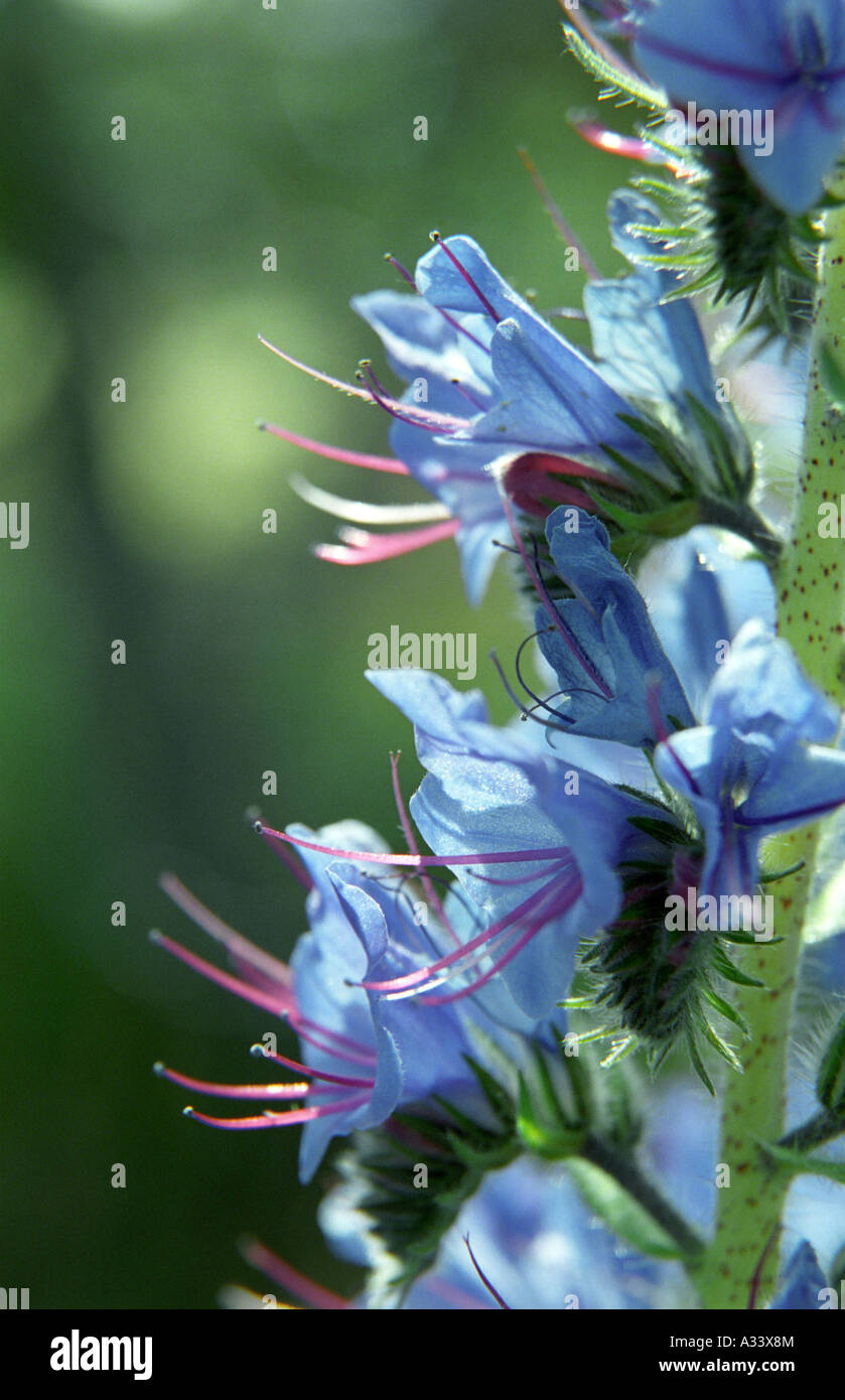 Close up of Vipers Bugloss Echium vulgare flowers Stock Photo - Alamy