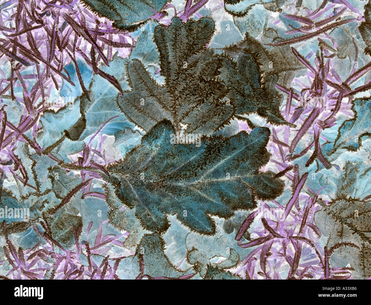 Abstract frost on leaves, inverted negative image Stock Photo - Alamy