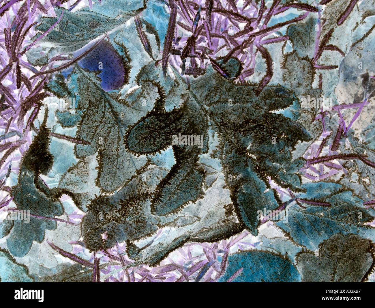Abstract frost on leaves, inverted negative image Stock Photo - Alamy