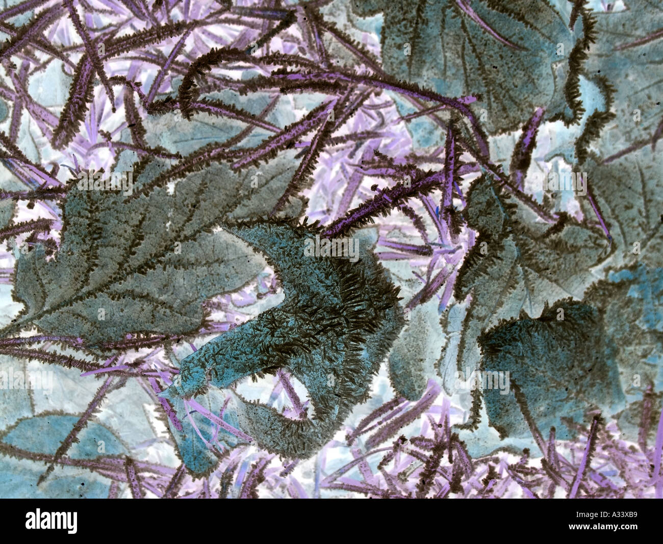 Abstract frost on leaves, inverted negative image Stock Photo - Alamy