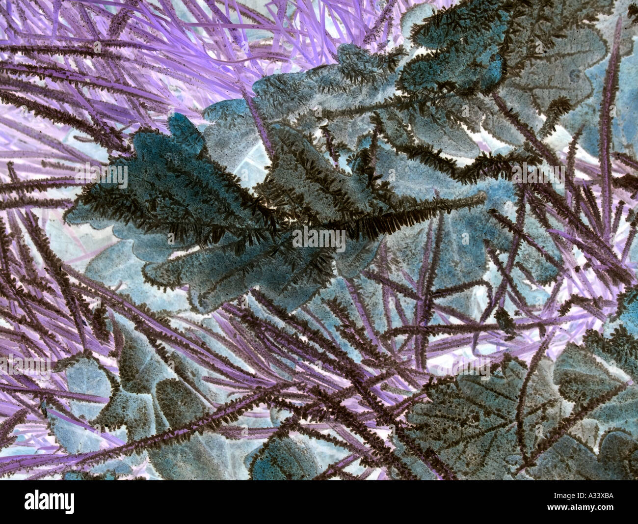 Abstract frost on leaves, inverted negative image Stock Photo - Alamy