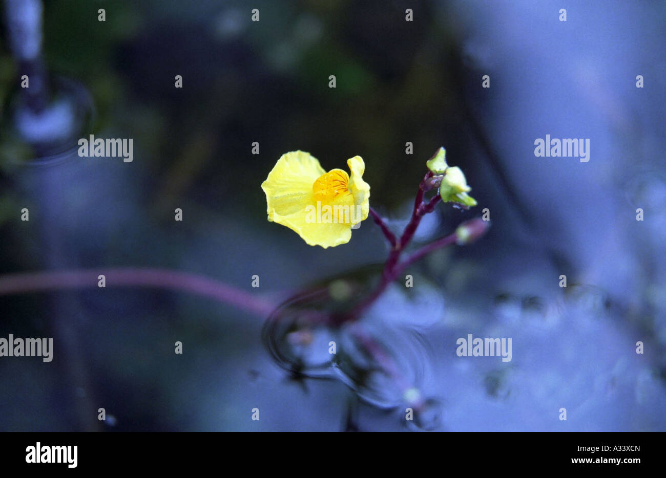 Bladderwort Utricularia flower Stock Photo - Alamy