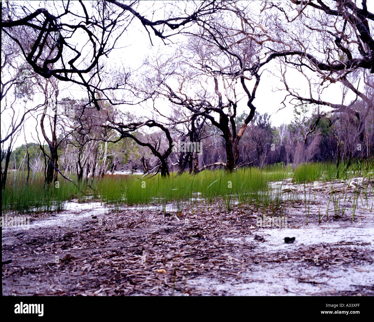 North stradbroke island lake hi-res stock photography and images - Alamy