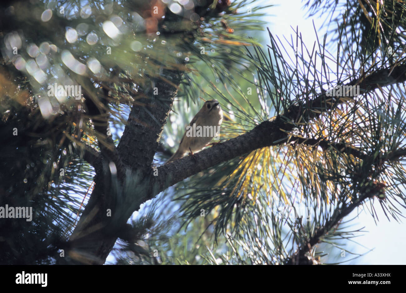 Bird in tree Stock Photo - Alamy