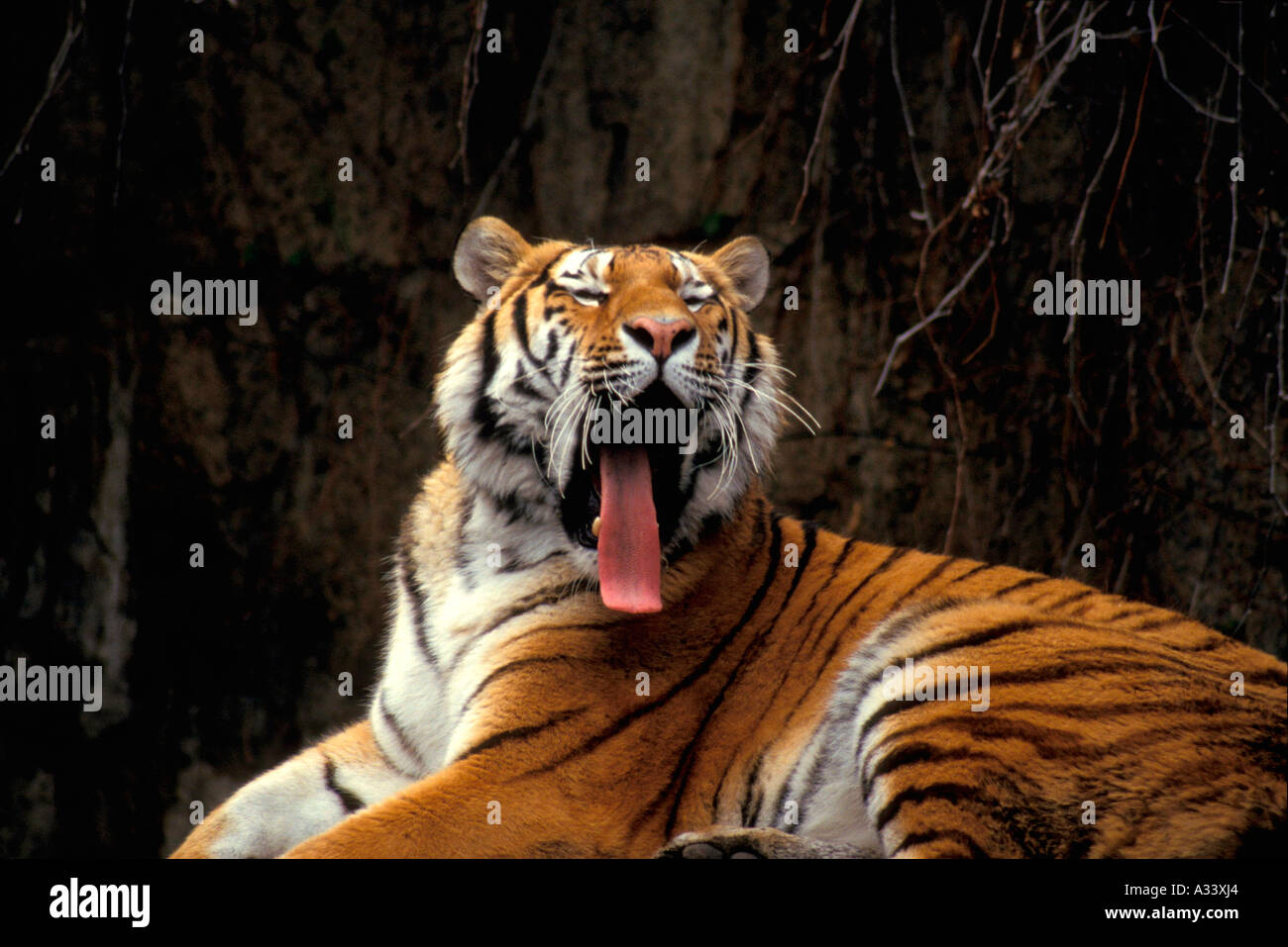 Seated tiger hi-res stock photography and images - Alamy