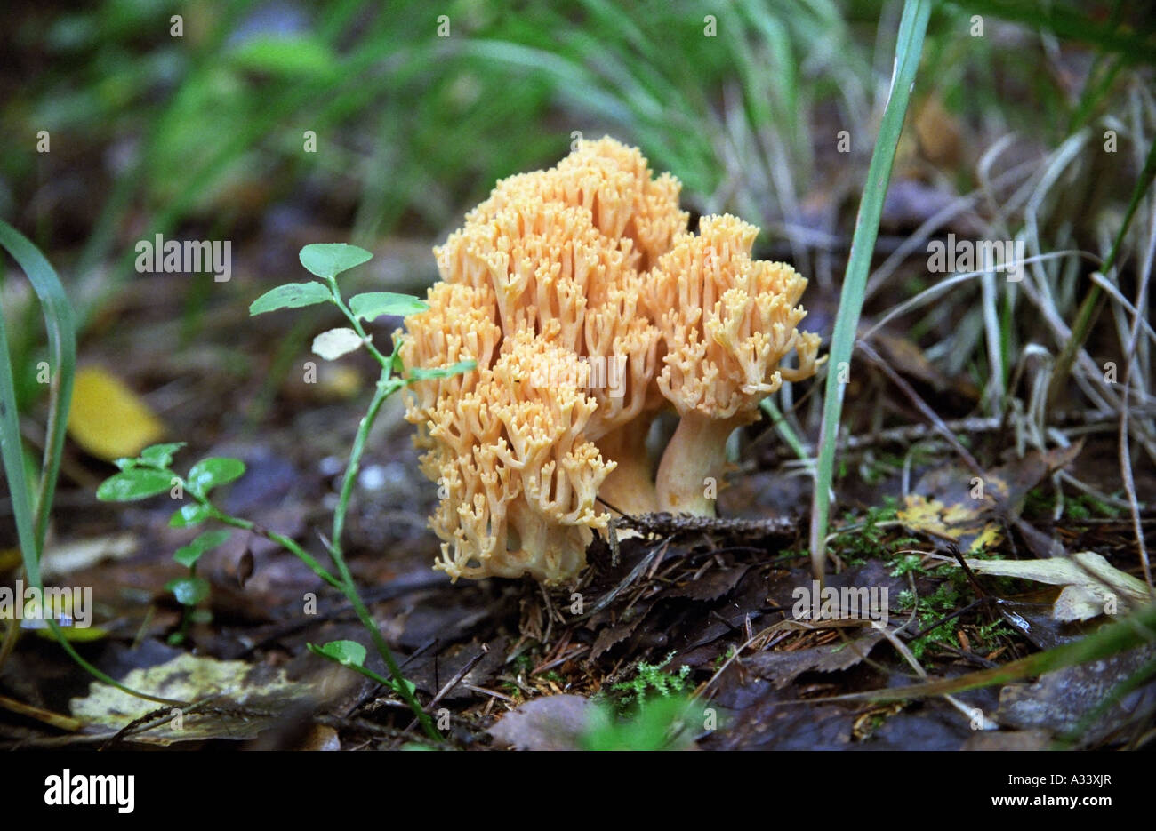 Yellow Coral Fungus Stock Photo - Alamy