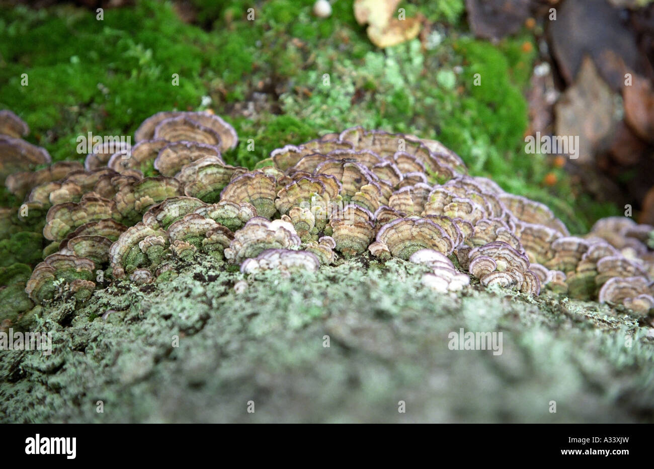 Fallen tree closeup Stock Photo - Alamy