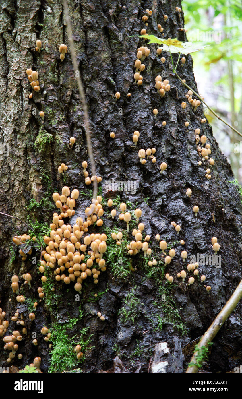 Tree stem with mushrooms Stock Photo - Alamy
