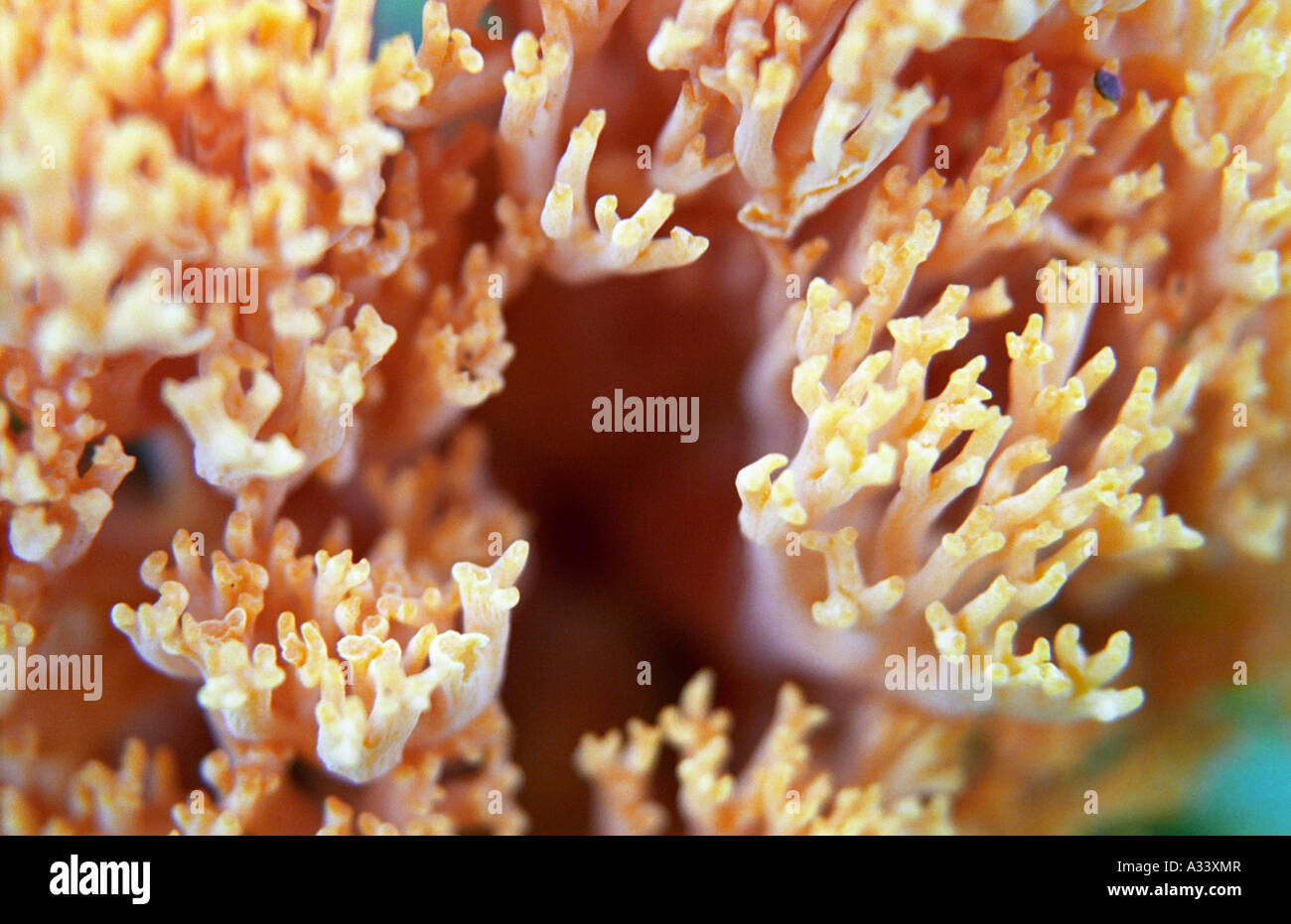 Yellow Coral Fungus Stock Photo - Alamy