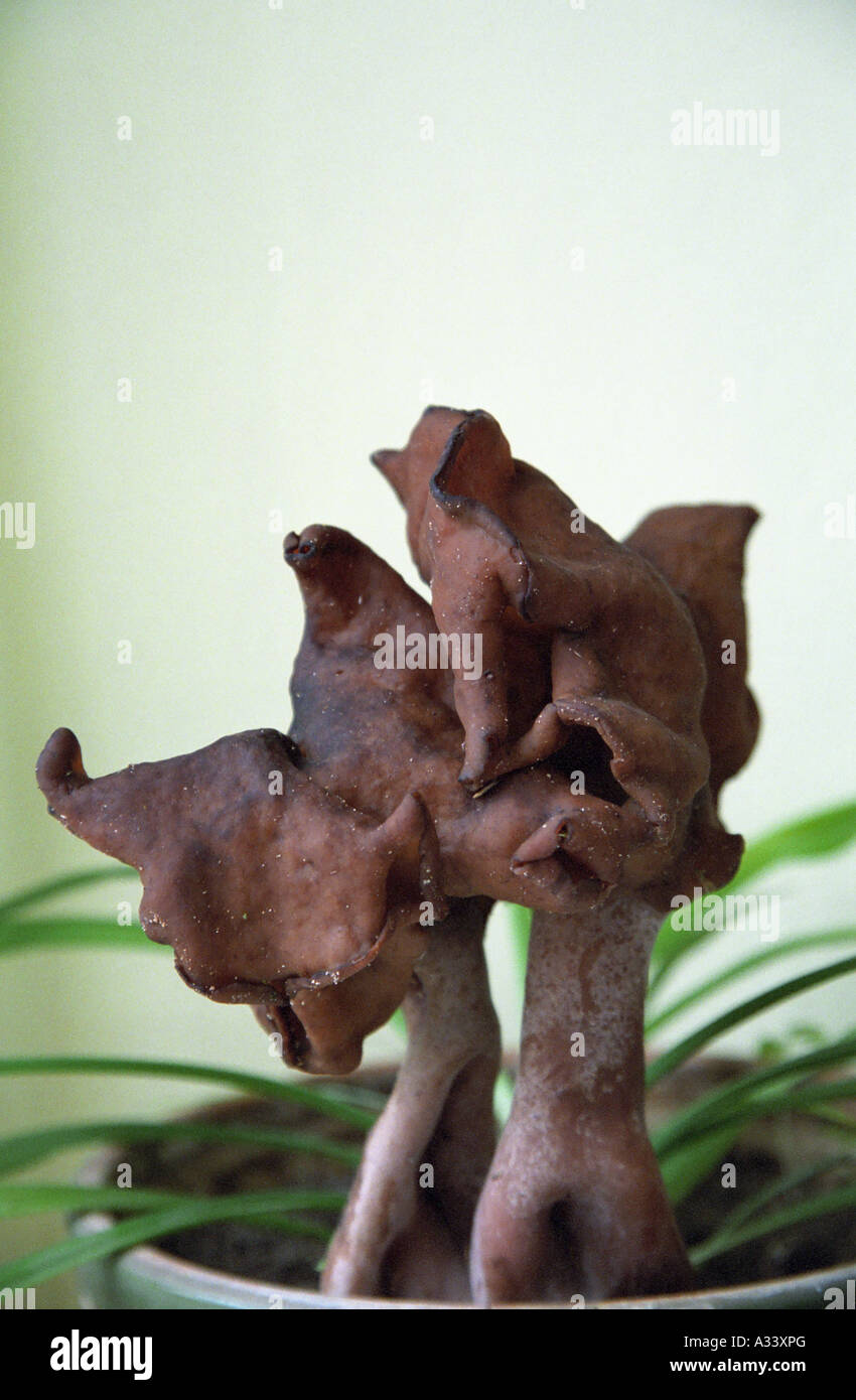 Wavy cap mushroom hi-res stock photography and images - Alamy