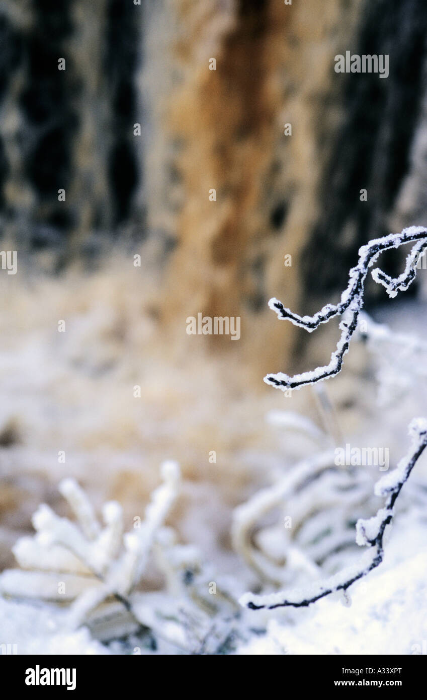 Ice covered twig Stock Photo - Alamy