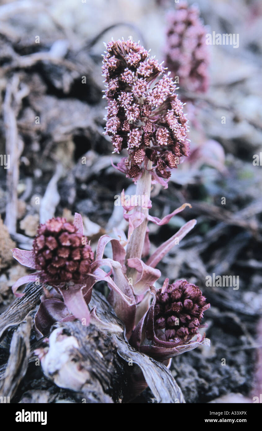 Purple butterbur hi-res stock photography and images - Alamy